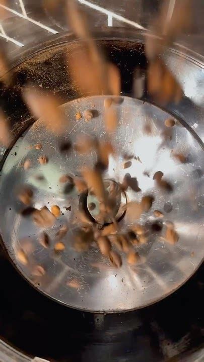 اجمل حبات بن Youtube