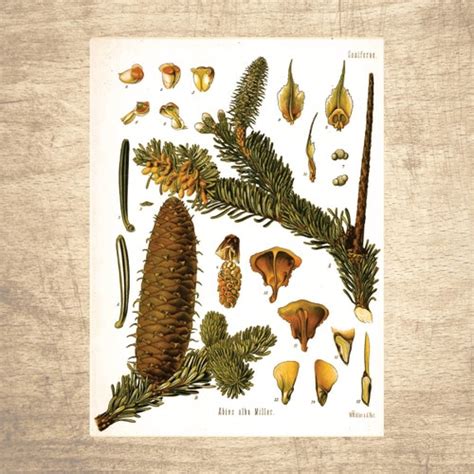 Hops Botanical Illustration Giclee Print Choose Your Size Etsy