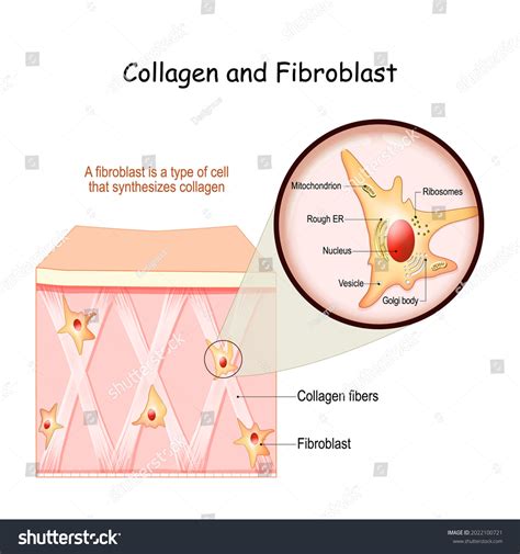 Fibroblasts Skin
