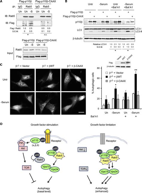 Class IA PI3K p110β Subunit Promotes Autophagy through Rab5 Small