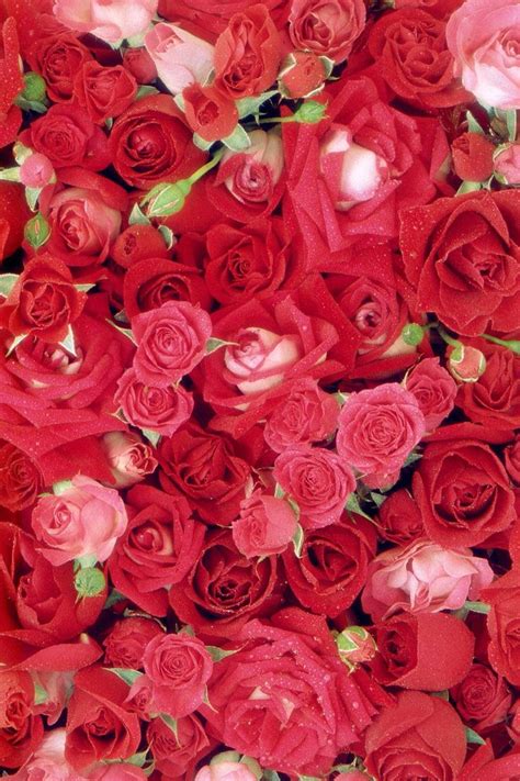Pin By GHAYUR On Beautiful Flowers And Roses Pink Roses Flowers Rose