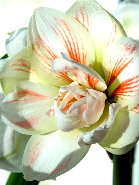 Double Amaryllis Bollen Nymph Dutchgrown™