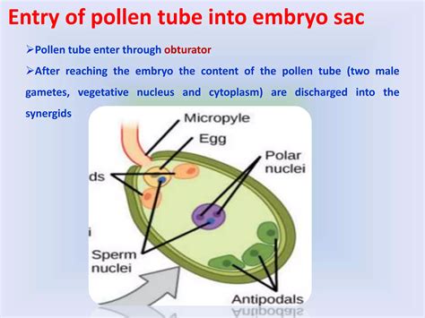 Fertilization In Angiosperms Pptx