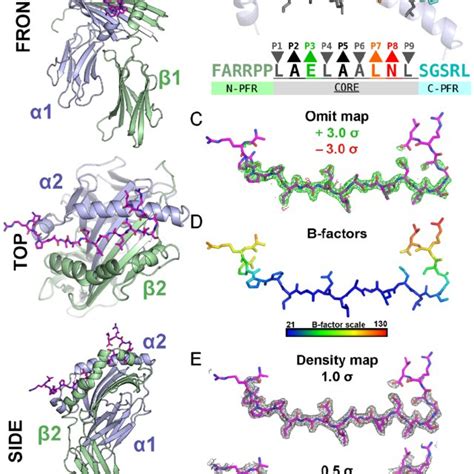 Pdf Human Leukocyte Antigen Hla Class Ii Peptide Flanking Residues