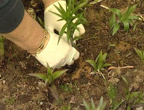 О посадке и уходе за лилией азиатской в открытом грунте и в домашних условиях