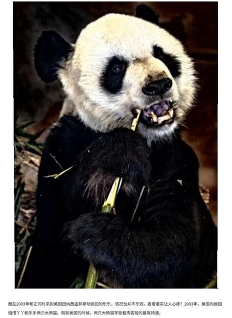 作为中美友的谊象征熊猫“乐乐”离世宠界新闻