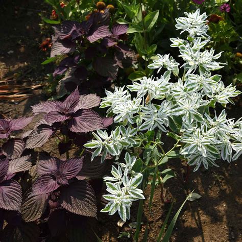 Snow On The Mountain Seeds Flower Seeds Eden Brothers