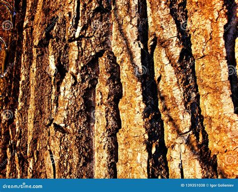 Seamless Tree Bark Texture Endless Wooden Background For Web Stock Photo Image Of Grunge