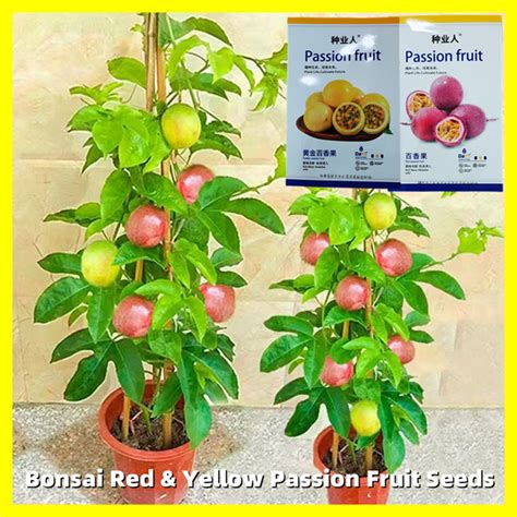High Germination Red And Yellow Passion Fruit Seeds For Planting Sweet