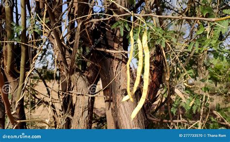 Yellow Ripped Pods Of Prosopis Pallida Mesquite Tree On The Tree