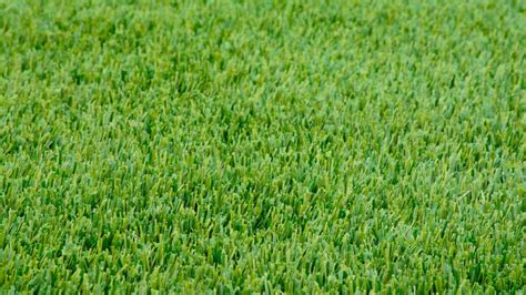 Complete Guide To Planting And Caring For Perennial Ryegrass