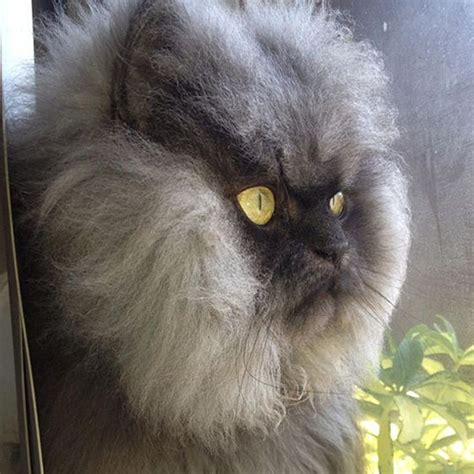 Colonel Meow Longest Fur On A Cat Guinness World Records Love Meow