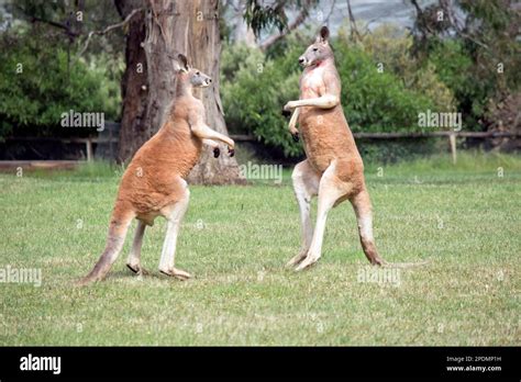 The Two Male Kangaroos Are Fighting Over Who Will End Up Mating With