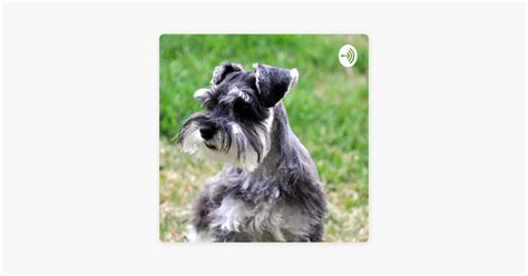 Cómo saber si un Schnauzer Miniatura está embarazada Vimar Alfambra