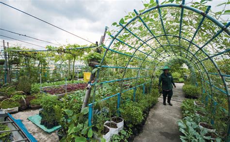 Can Urban Farming Feed Bangkok BK Magazine Online