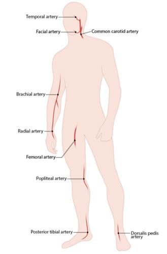 Anatomy Lab Exam 2 Terms Flashcards Quizlet