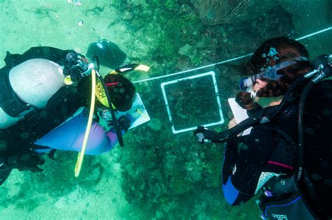 A Look At The Mysterious Plague Sweeping Through Caribbean Reefs