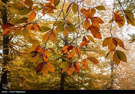 طبیعت پاییزی گیلان عکس مستند تسنیم Tasnim
