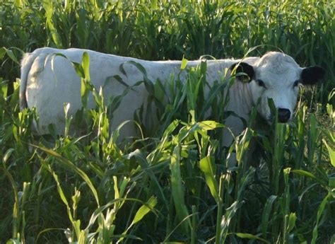 Preventing Prussic Acid Poisoning Of Livestock Livestock Prevention