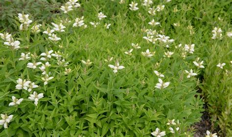 How To Grow Turtlehead Plants Chelone Spp
