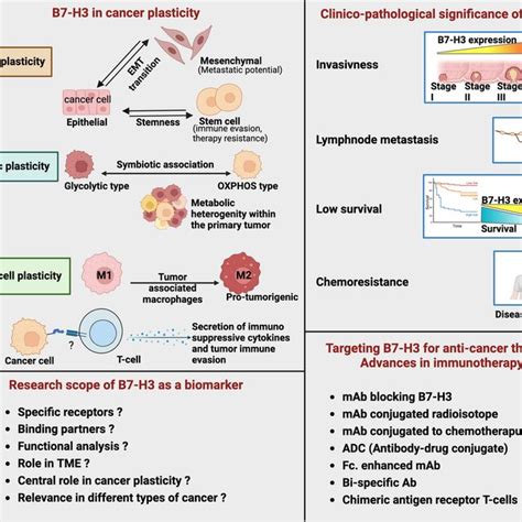 Overview Of B7 H3 B7 Homolog 3 Protein B7 H3 Or Cd276 An Immune
