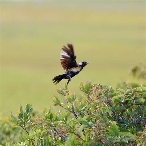 Bobolink Bird Watching Academy