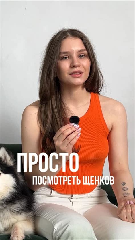 Марс и Мари жизнь с помски Pomsky Mars • Instagram Photos And Videos