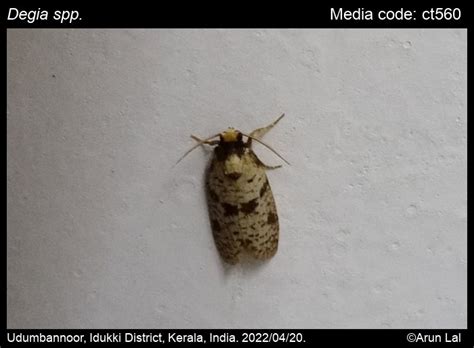 Degia Spp Walker Moths