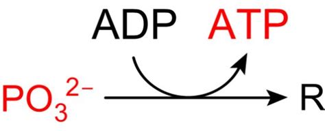 Difference Between Substrate Level Phosphorylation And Oxidative Phosphorylation Oxidative