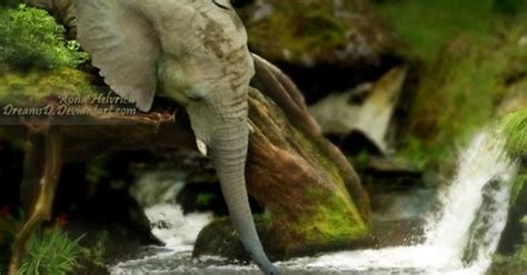 Elephants Are Thought To Be Among The Most Selfless Animals Imgur