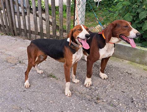 Ловни Кучета Обяви за продажба Facebook