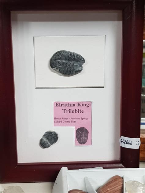 Lot Fossil Trilobite