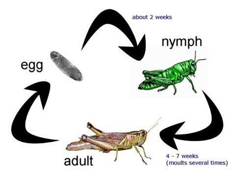 How To Get Rid Of Grasshoppers Natural Grasshopper Control Epic