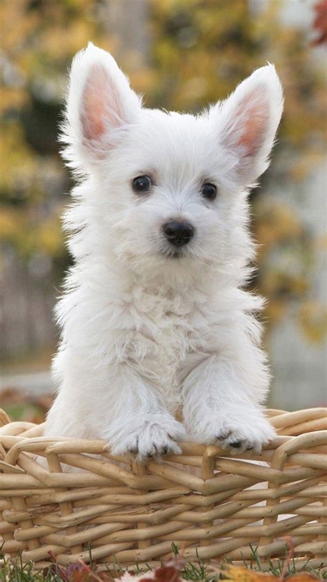Cute White Dog Wallpapers Top Free Cute White Dog Backgrounds