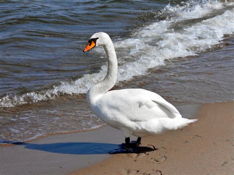 Free Images Beach Sea Sand Wing Animal Wildlife Beak Fauna