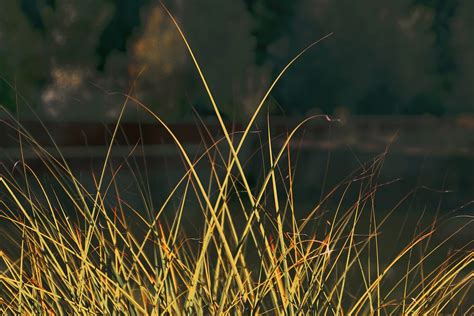 Grass Stalks Blades Of Free Photo On Pixabay Pixabay