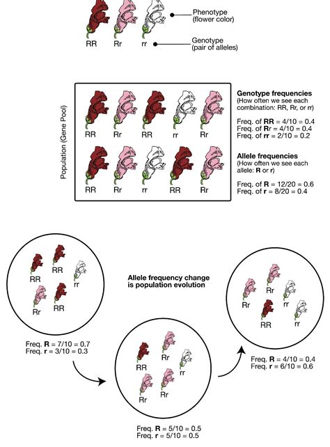 4 2 Population Genetics Social Sci Libretexts