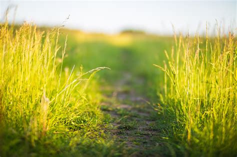 화창한 여름날 클로즈업에 신선한 푸른 잔디 자연을 테마로 한 디자인과 프로젝트를 위한 흐릿한 배경이 있는 아름다운 자연 시골 풍경 0명에 대한 스톡 사진 및 기타 이미지