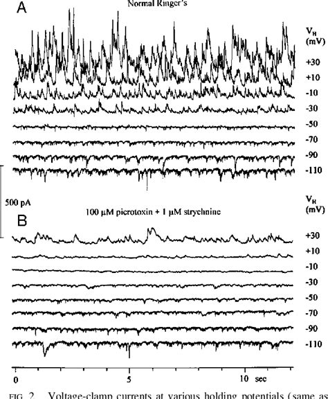 Figure 2 From Characterization Of Spontaneous Inhibitory Synaptic Currents In Salamander Retinal