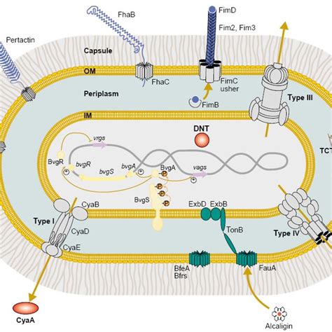 3 Standard Curve For Bradford Assay Download Scientific Diagram