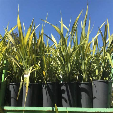 Phormium Yellow Wave New Zealand Flax The Australia Plant Shop