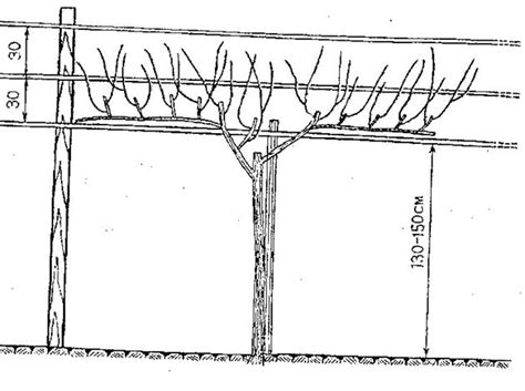 Ако режете асма за първи път Български Фермер