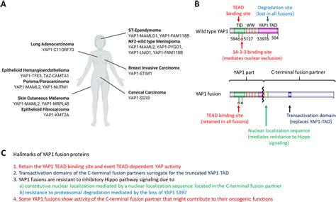 Yap1 And Its Fusion Proteins In Cancer Initiation Progression And