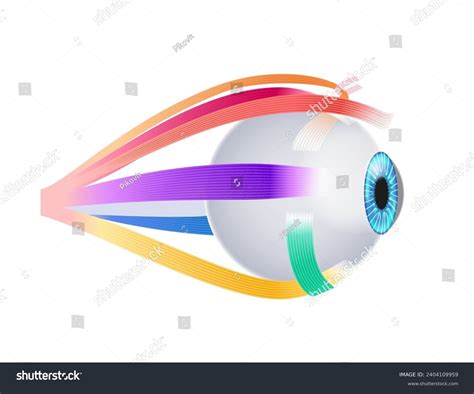 Extraocular Muscles Anatomy Structure Human Eye Stock Vector Royalty