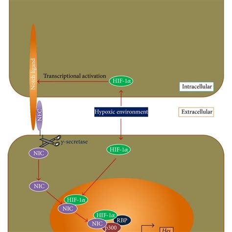 Crosstalk Between Hypoxia And Notch Signaling And Regulation Of Stem