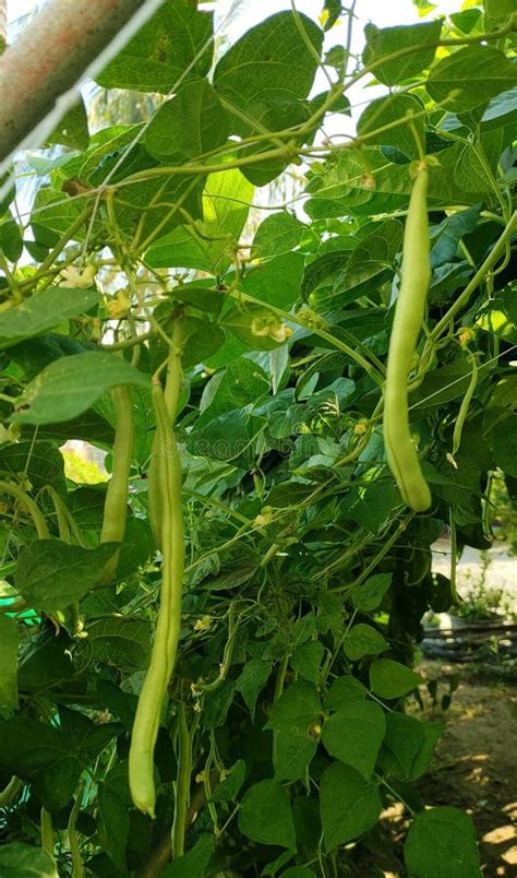 String Beans Are A Type Of Bean This Plant Grows Like A Vine Stock