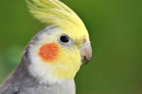 How To Clean Cockatiel Nose An Easy 5 Step Guide Dr Cockatiel
