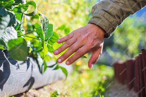 La Mano Del Agricultor Toca Los Cultivos Agrícolas De Cerca Cultivo De