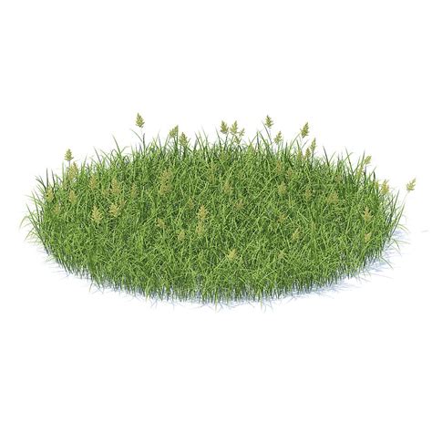 Flowering Grass 3d Model Download Grass On