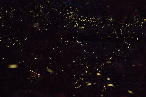 Synchronous Fireflies On Behance